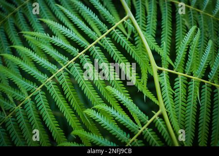 closeup of leavef from Mexican tree fern Stock Photo - Alamy