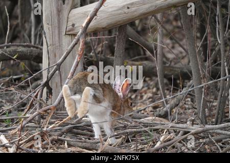 Canadian Rabbit Hopping in a wooded area Canada Stock Photo - Alamy