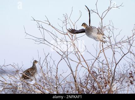 Sharp Tailed Grouse Prairie Scene Saskatchewan Canada Stock Photo - Alamy