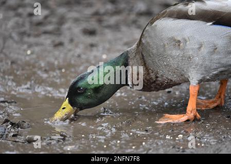 Male mallard duck drinking from a water feature at RHS Wisley gardens ...