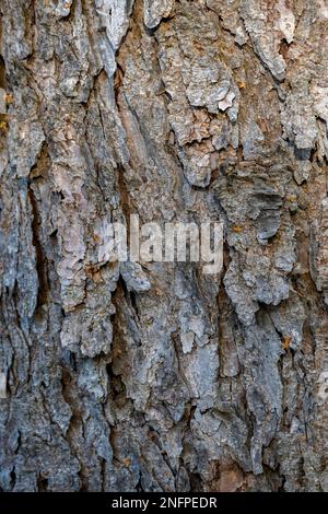Japanese Larch tree, Larix kaempferi, Larix leptolepis, is a deciduous ...