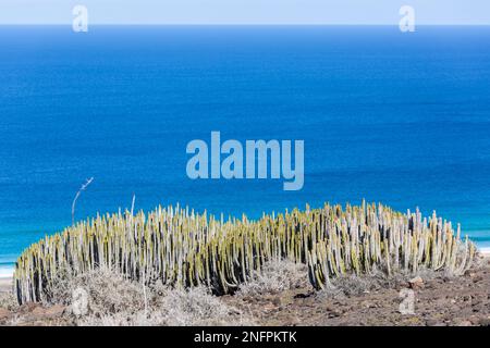 Clumps of succulents, euphorbia, along the road to Cofete beach ...