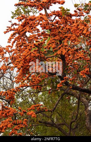 Blooming colorful palash flower in a tree in spring season just before ...