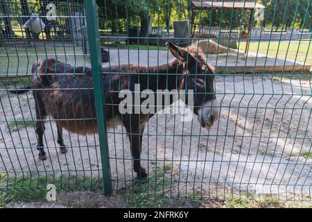A Baudet du Poitou or Poitevin or Poitou donkey foal runs across a dry ...