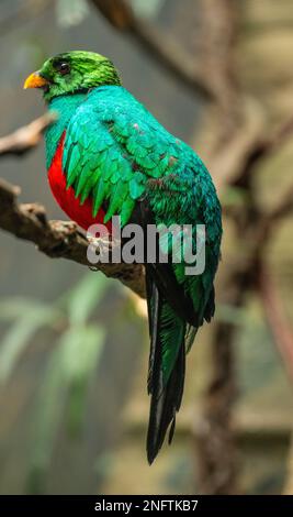 Different kinds of birds, colors, shapes, sizes and beauties Stock ...