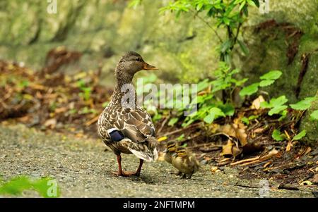 Different kinds of birds, colors, shapes, sizes and beauties Stock ...