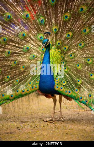 Different kinds of birds, colors, shapes, sizes and beauties Stock ...