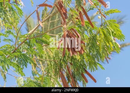 Leadtree with its typical pulses (Genus Leucaena). Various uses of some ...
