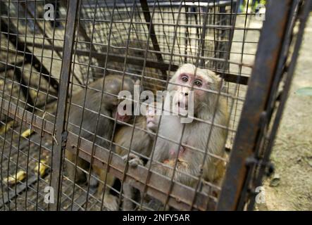 A Wild monkeys huddle in a cage after being caught by trappers at the ...