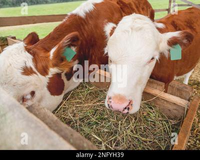 Two calves are eating hay. Specially prepared hay for cattle. Farm cows ...