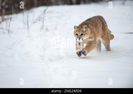 Female Cougar (Puma concolor) Runs Forward Back Feet Up Winter ...