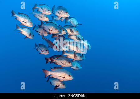 black snapper, Macolor niger, aka black and white snapper, Daedalus ...