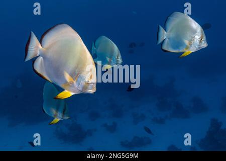 orbicular batfish, Platax orbicularis, aka circular batfish, orbiculate batfish, round batfish ...