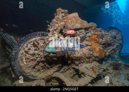SS Thistlegorm shipwreck, a British cargo steamship sunk by German ...