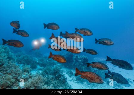 black snapper, Macolor niger, aka black and white snapper, Kri Island ...