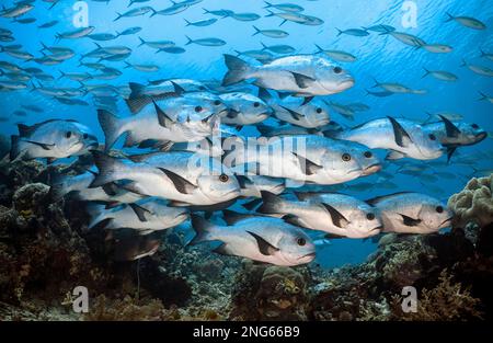 black snapper, Macolor niger, aka black and white snapper, Daedalus ...