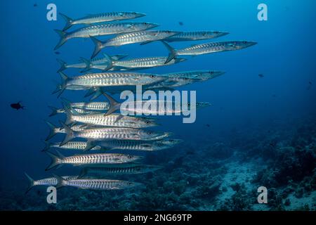 blackfin barracuda, Sphyraena qenie, aka chevron barracuda, schooling ...