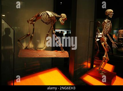 The Spitzer Hall of Human Origins in the American Museum of Natural ...