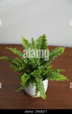 Potted Fern On Wooden Table, background for advertisement and wallpaper ...