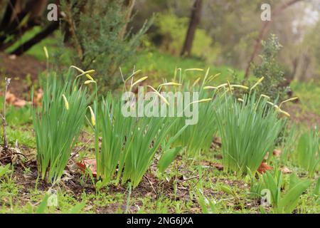 Beautiful unopened daffodils outdoors on spring day, closeup Stock ...