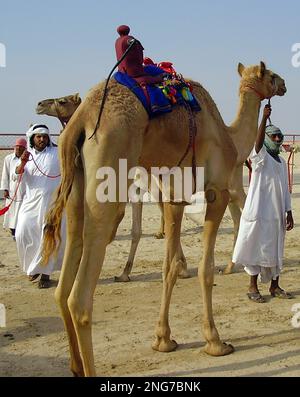 Camels in a desert village in Qatar Stock Photo - Alamy