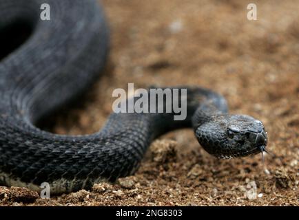 A black phase timber rattlesnake is seen coiled into a ball after the ...