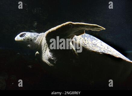 Myrtle the Green sea turtle, in the Giant Ocean Tank at the New England ...
