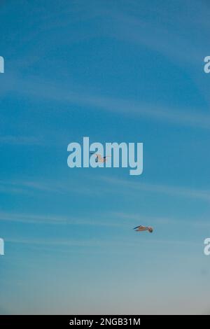 a seagull flew over my head Stock Photo - Alamy