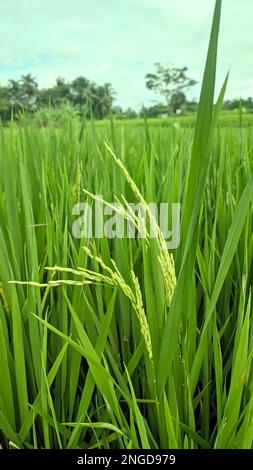 Beautiful rice fields growing up in countryside Stock Photo - Alamy