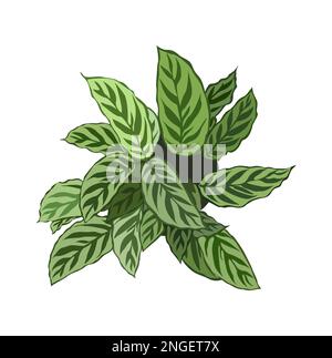 House plant Calathea top view Vector isolated Stock Vector Image & Art ...