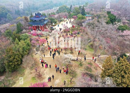 Aerial photo shows plum blossoms blooming in Chongzhou City, southwest ...