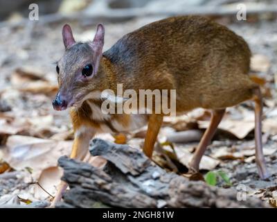 mouse-deer, the smallest deer in the world and an animal considered ...