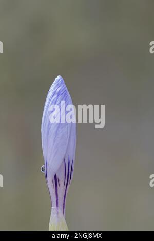 single mauve and white crocus Stock Photo - Alamy