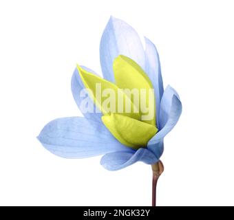 Beautiful delicate magnolia Blue Opal isolated on white Stock Photo - Alamy