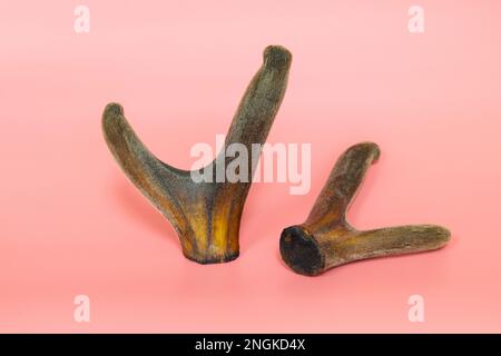 Velvet antler in pink background. cartilaginous antler in a ...