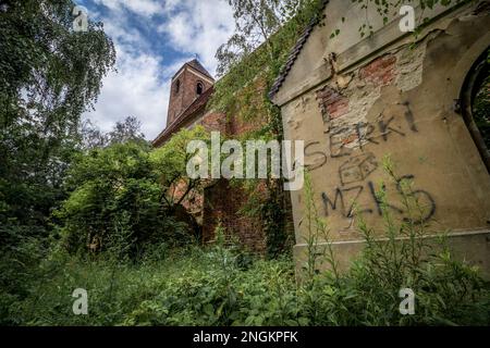 An old brick church falling into ruin standing in the bushes. Poland ...