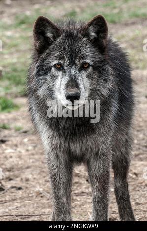 Grey wolf chocolate color phase full body view looking at camera ...
