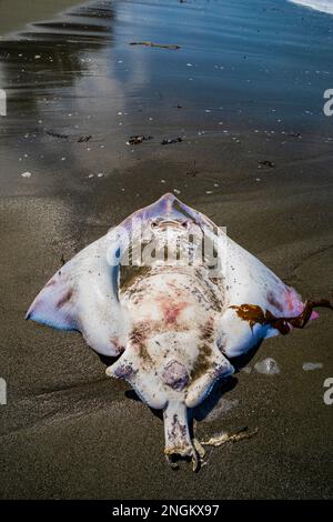 Dead skate fish on beach at Lyme Regis Dorset November 2016 Stock Photo ...