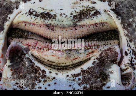 Mouth and rows of teeth on a dead Big Skate, Beringraja binoculata ...