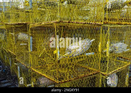 Yellow crab posts on Maryland's Eastern Shore of the Chesapeake Bay ...