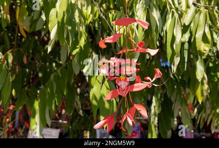 Pride of Burma flower (Amherstia nobilis Stock Photo - Alamy