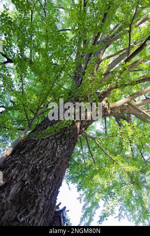 A gingko tree at Japanese Shrine wide shot Stock Photo - Alamy