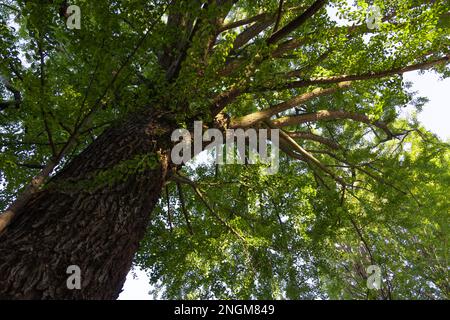A gingko tree at Japanese Shrine wide shot Stock Photo - Alamy