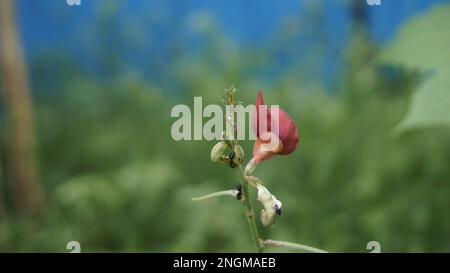 Closeup of flowers of Macroptilium lathyroides also known as Phasey ...