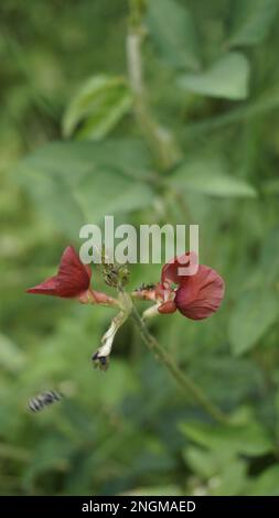 Closeup of flowers of Macroptilium lathyroides also known as Phasey ...