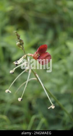 Closeup of flowers of Macroptilium lathyroides also known as Phasey ...