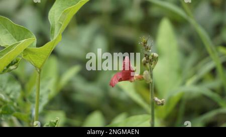Closeup of flowers of Macroptilium lathyroides also known as Phasey ...