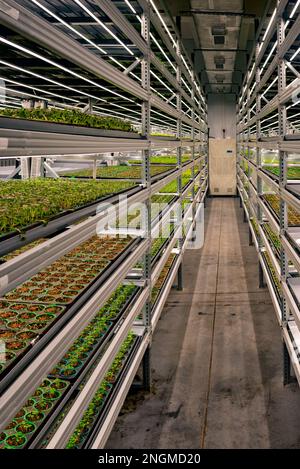 Microgreens grow in vertical farm under ultraviolet UV plant lights for ...