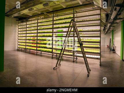 Shelves of shelving vertical farm green plants indoors with stairs ...