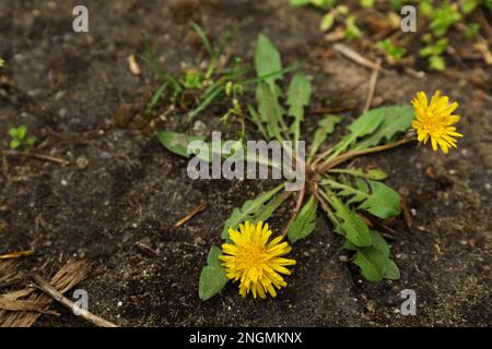 Yellow dandelion flowers with green leaves blurred background Stock ...